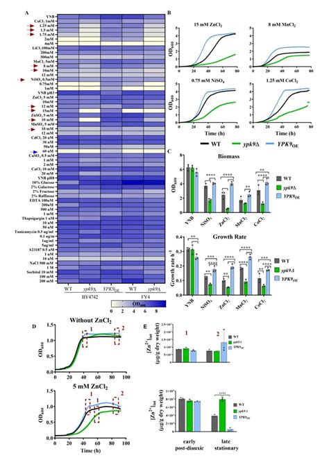 Large Scale Phenotyping Of Ypk9Δ Strains And Validation Of Growth