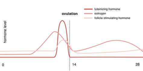 Ovulation