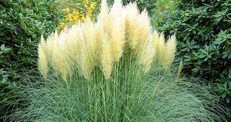 Grasses Online Trees