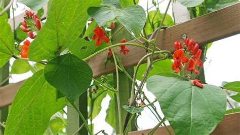 How To Plant Grow And Care For Scarlet Runner Beans
