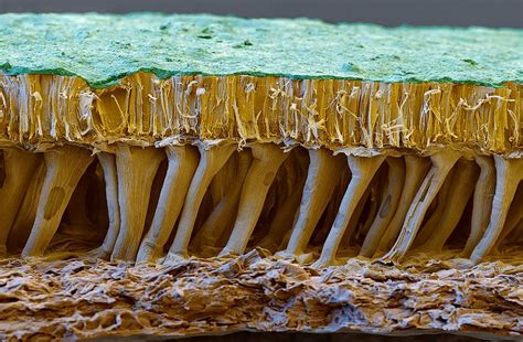 Under The Electron Microscope ~ Kuriositas