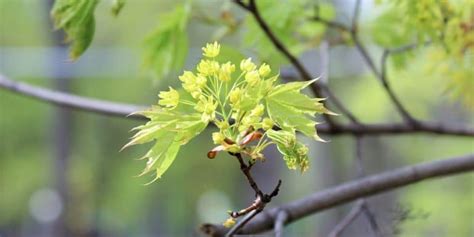 Maple Tree Flowers A Guide To Maple Varieties Gfl Outdoors