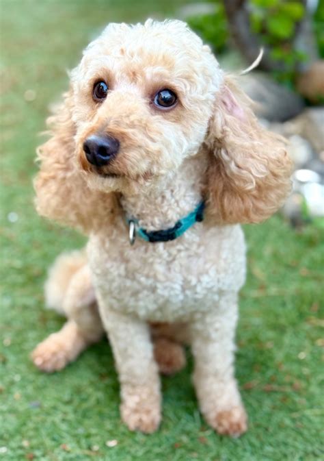 Rex Small Male Poodle Dog In Vic Petrescue