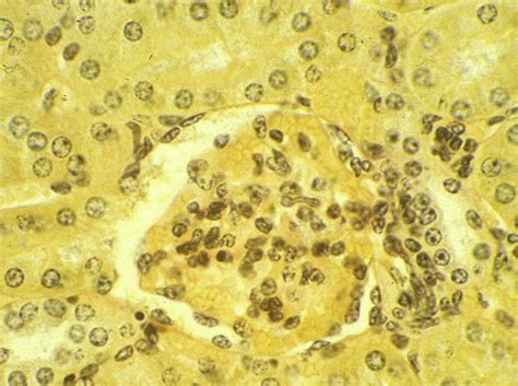 Diagramme De Histologie 61 Quizlet