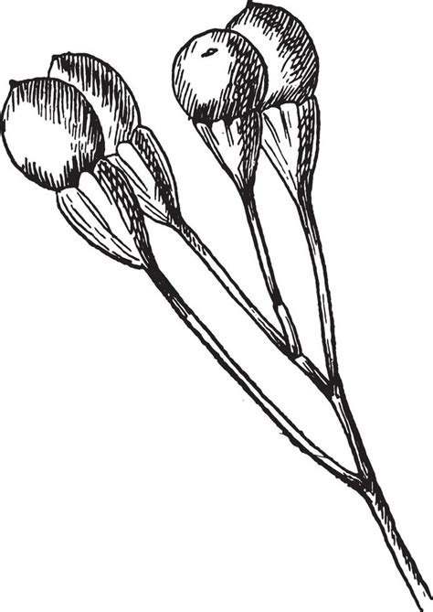 Sassafras Fruit Vintage Illustration 13822070 Vector Art At Vecteezy Sassafras Fruit Vintage Illustration 13822070 Vector Art At Vecteezy