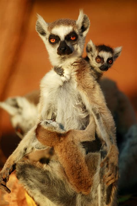 30 Unforgettably Sweet Moments Between Animal Moms And Babies