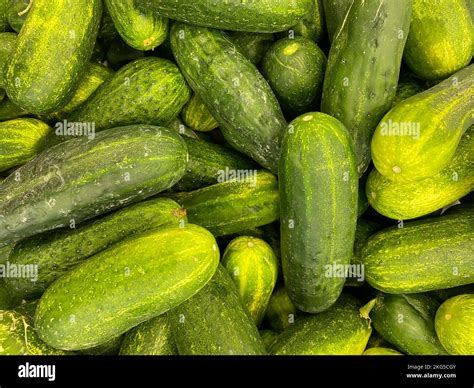Cucumber Background Cucumber Harvest Group Of Cucumbers From The Field Fresh Cucumber From