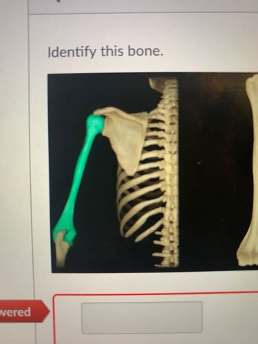 Anatomy Lab Quiz 4 Flashcards Quizlet