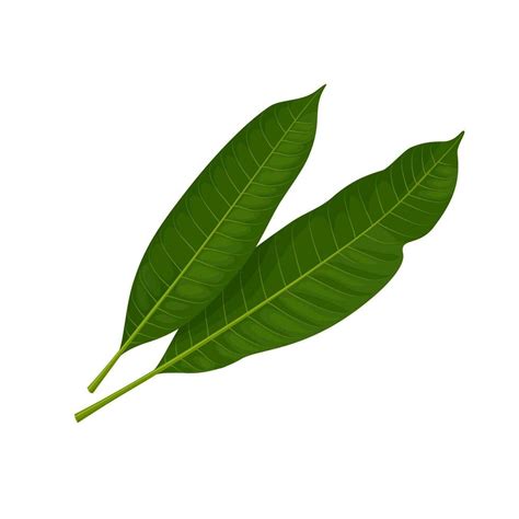Vector Illustration Fresh Mango Leaf Isolated On White Background