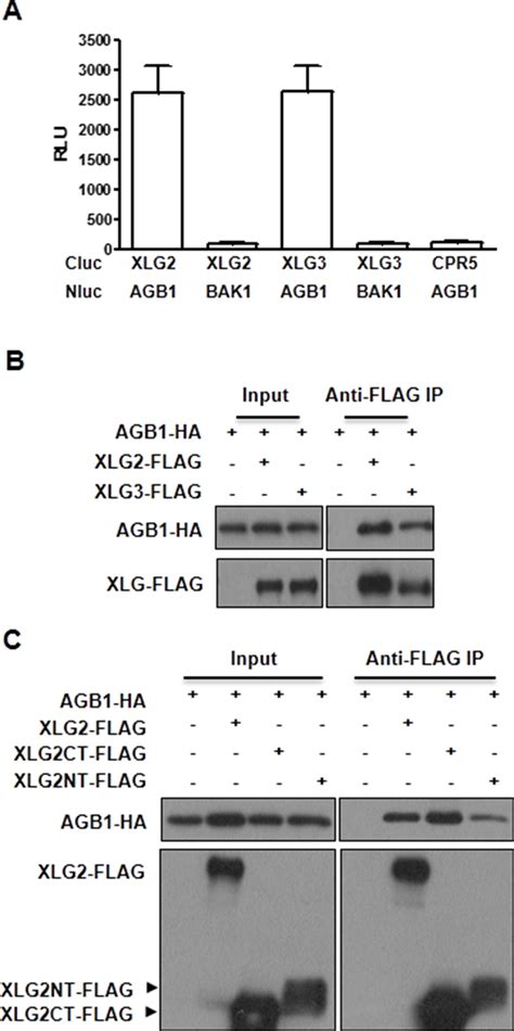 Arabidopsis Heterotrimeric G Proteins Regulate Immunity By Directly Coupling To The Fls2