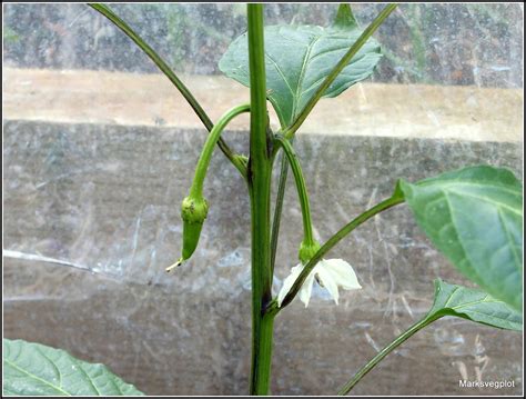 Marks Veg Plot First Chilli Sets Fruit