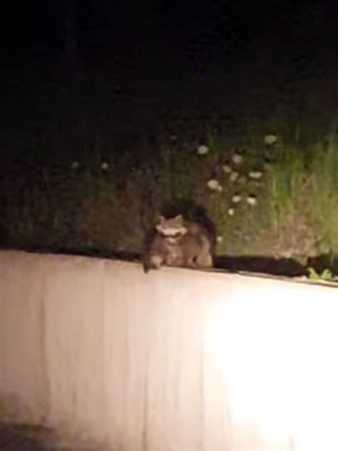 Una Mamá Mapache Demuestra Ser La Más Inteligente Y Astuta De Los