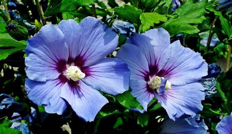 Temperate Forest Plants