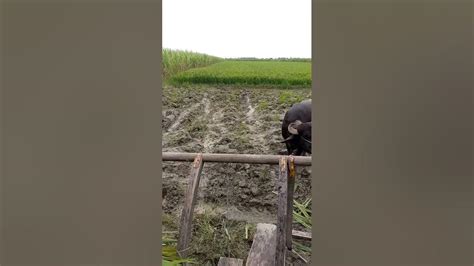 Kulbinder Chakaluwa Youtube