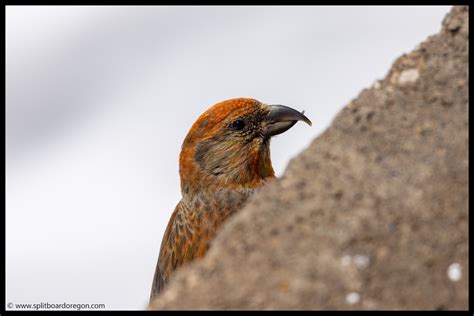 April 22 2023 High Pressure And Hibernating Rodents Splitboard Oregon