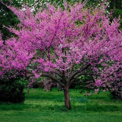 Eastern Redbud Tree Seeds Bonsai Cercis Canadensis Ce8220r Shein