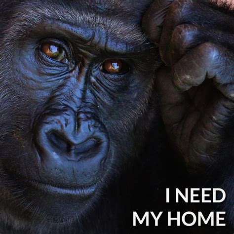 Discover The Biodiversity Of The Congo Basin