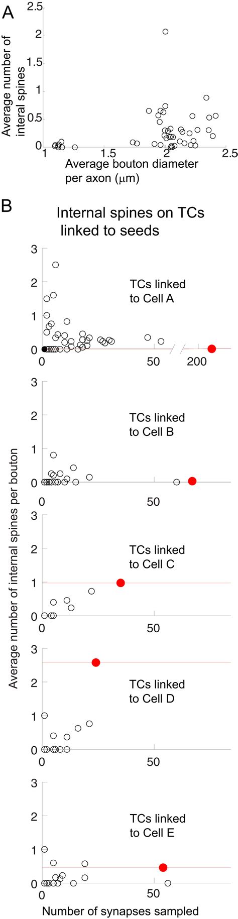 The Fuzzy Logic Of Network Connectivity In Mouse Visual Thalamus Cell