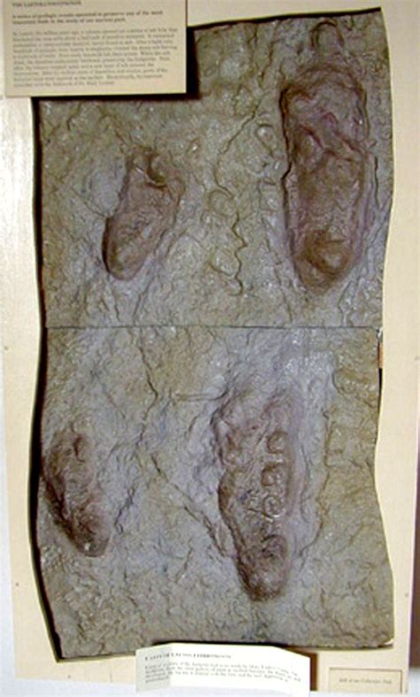 Australopithecus Afarensis Laetoli Footprints Outdoor Blanket