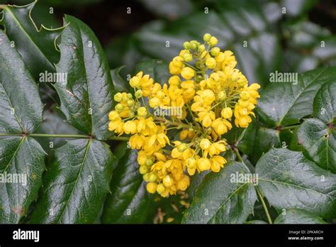 Cluster Of Yellow Flowers On The Evergreen Shrub Mahonia Aquifolium
