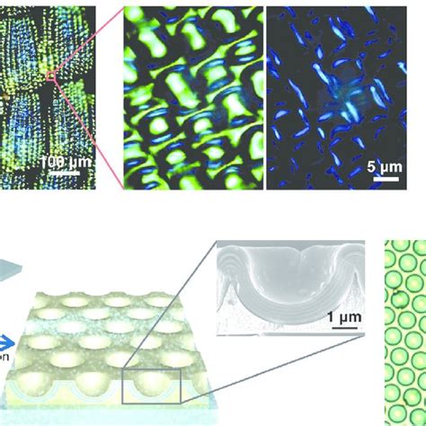 Structural Colours In Nature That Have Attracted Significant Biomimicry