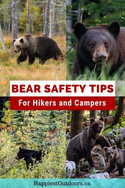Bear Safety For Hikers Campers And Backpackers Artofit