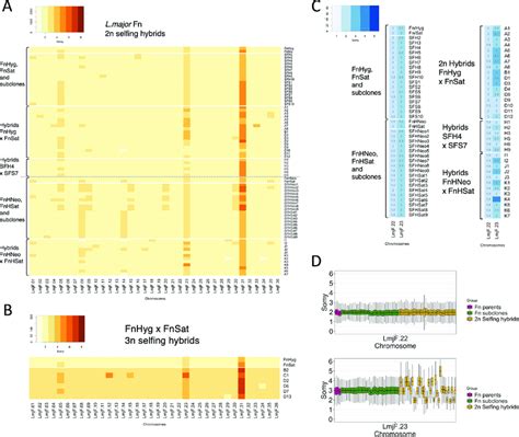 Chromosome Copy Number Variations Generated By Self Hybridization Download Scientific Diagram