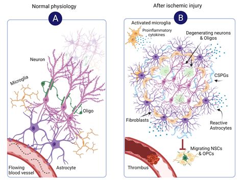 Astrocytes And Hepatic Stellate Cells HSCs Stars Of Tissue