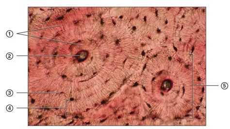 Compact Bone Slide Diagram Quizlet