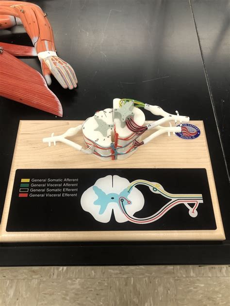 Spinal Cord Cross Section Diagram Quizlet