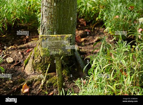 Tree Name Plate Hi Res Stock Photography And Images Alamy
