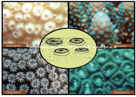 Belajar Karang [tipe Koralit] Plocoid Vs Cerioid