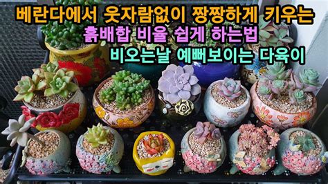 다육이♡ 베란다에서 웃자람없이 짱짱하게 키우는 흙배합 비율 쉽게 하는법💓비오는날 예뻐보이는 다육이💓 Youtube