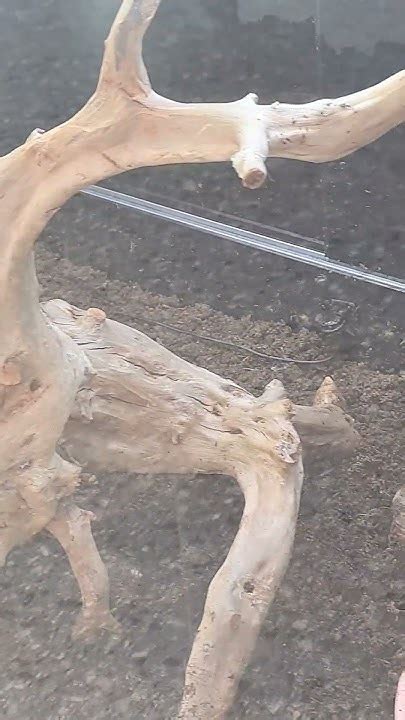 아프리카 왕 달팽이 Youtube