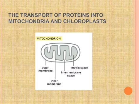 Protein Sorting And Targeting Pptx