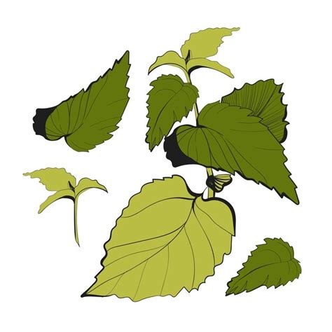 Premium Vector Set Of Vector Mint Images