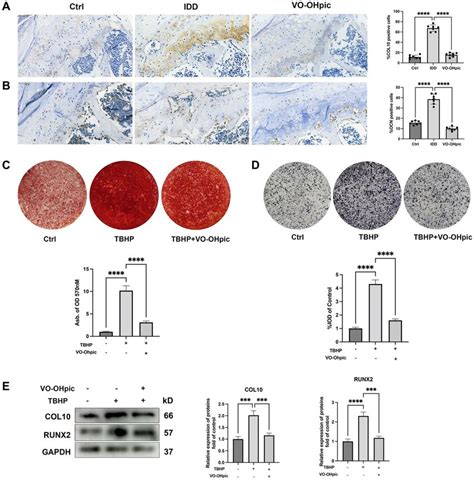 Vo Ohpic Inhibited Oxidative Stress Induced Cartilage Endplate