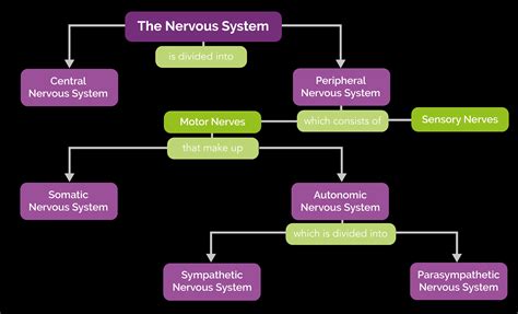 What Does The Nervous System Do