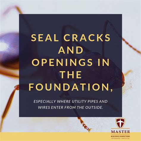 seal cracks and openings in the foundation for ant problem prevention