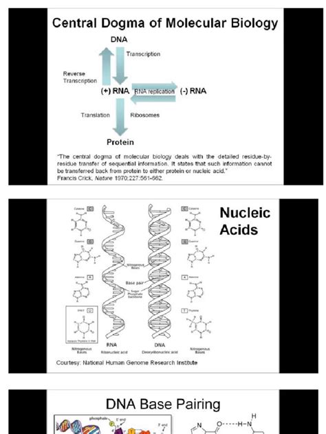 Nucleic Acid Biochemistry And Diagnostic Applications Pdf