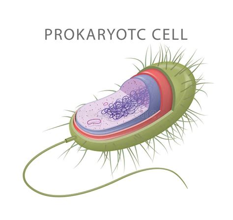 Prokaryotic Cell Unlabeled Part I Prokaryotic Vs Eukaryotic Booklet