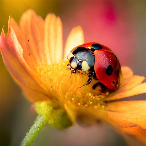 Ladybug Under Microscope