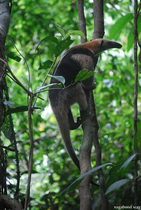 Ant Eater Vagabond Way