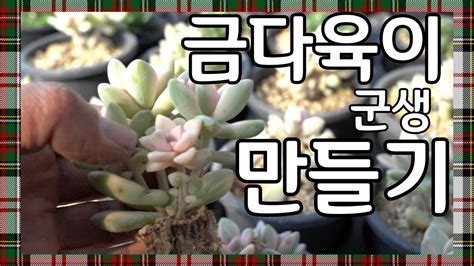 다육이 종류 다육식물 키우기 금다육이 군생 만들기 살구미인금 Youtube