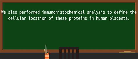 Explicación Detallada De Immunohistochemical Analysis” Significado