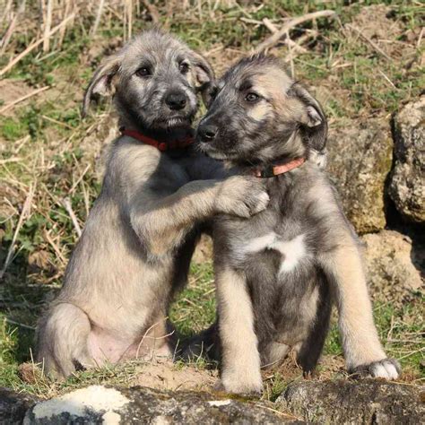 Irish Wolfhound Puppies For Sale In Port Charlotte Fl