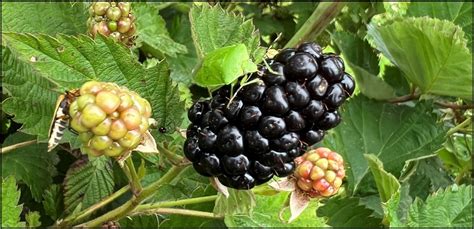 Insect Pests Infesting 2024 Blackberry Crop