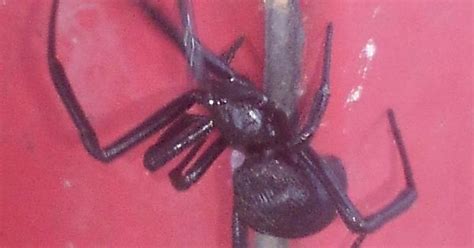 Does She Count Album On Imgur