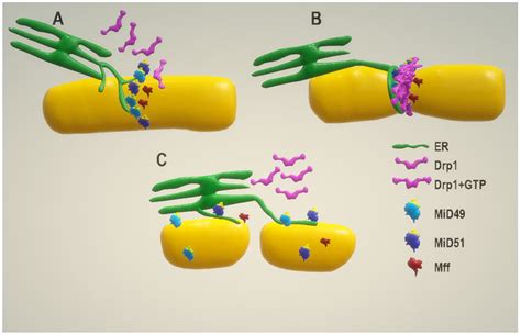 Mitochondrial Er Interaction Is Essential For And Drp1 Mediated Fission