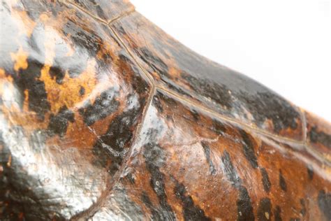 Antique Sea Turtle Shell Specimen Ebth